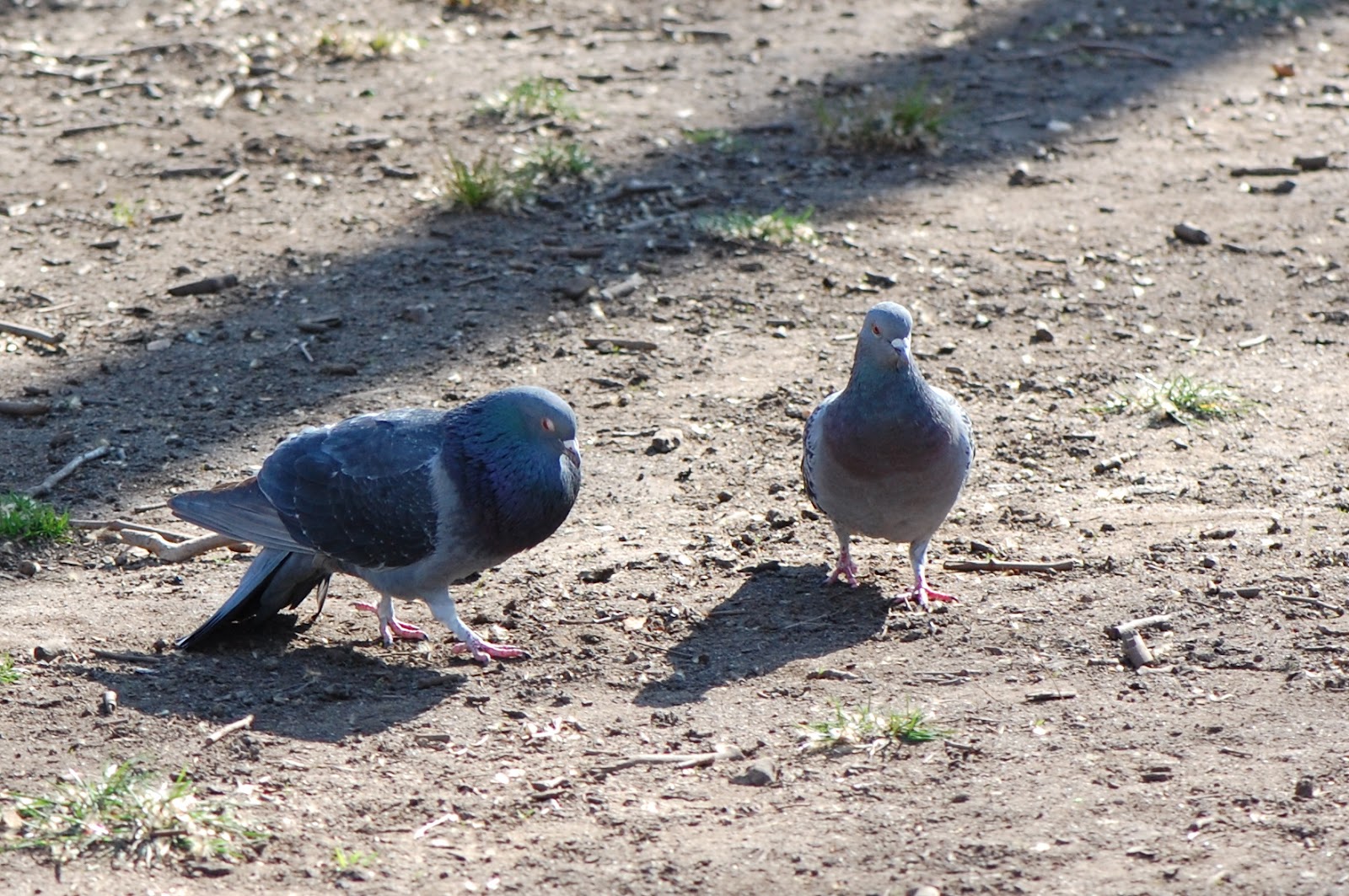 Urban Wildlife Guide: A Pigeon Couple