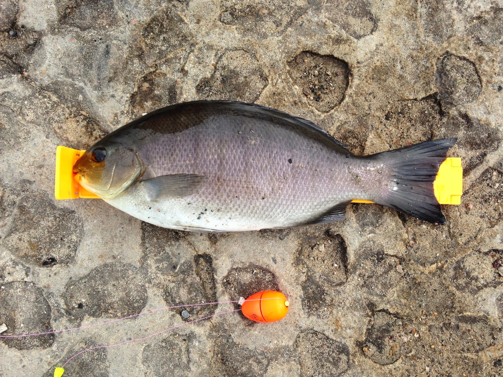 Gone Fishing in Oz: My first legal Blackfish