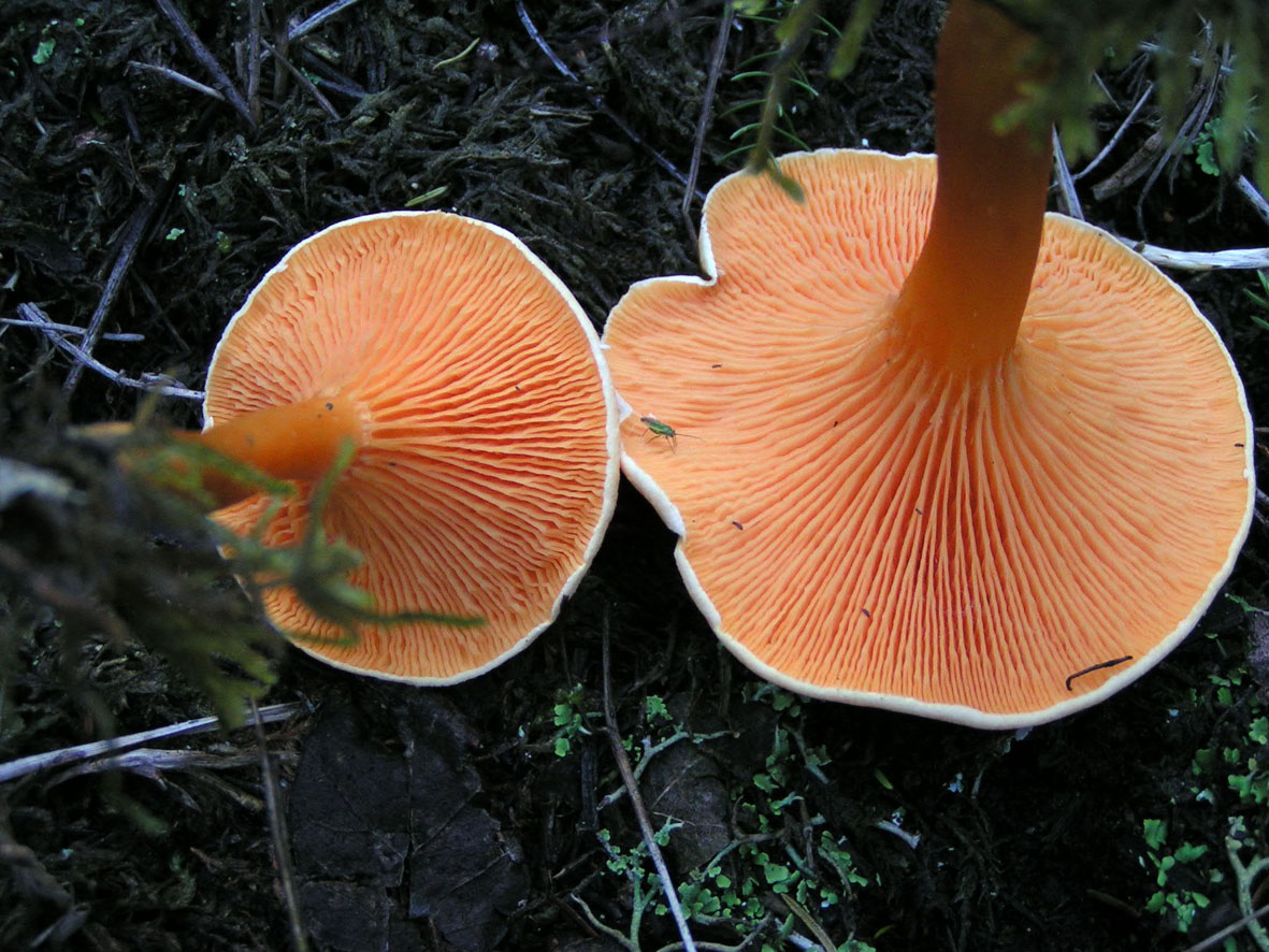 Bolets de Caldes de Malavella: Fals rossinyol
