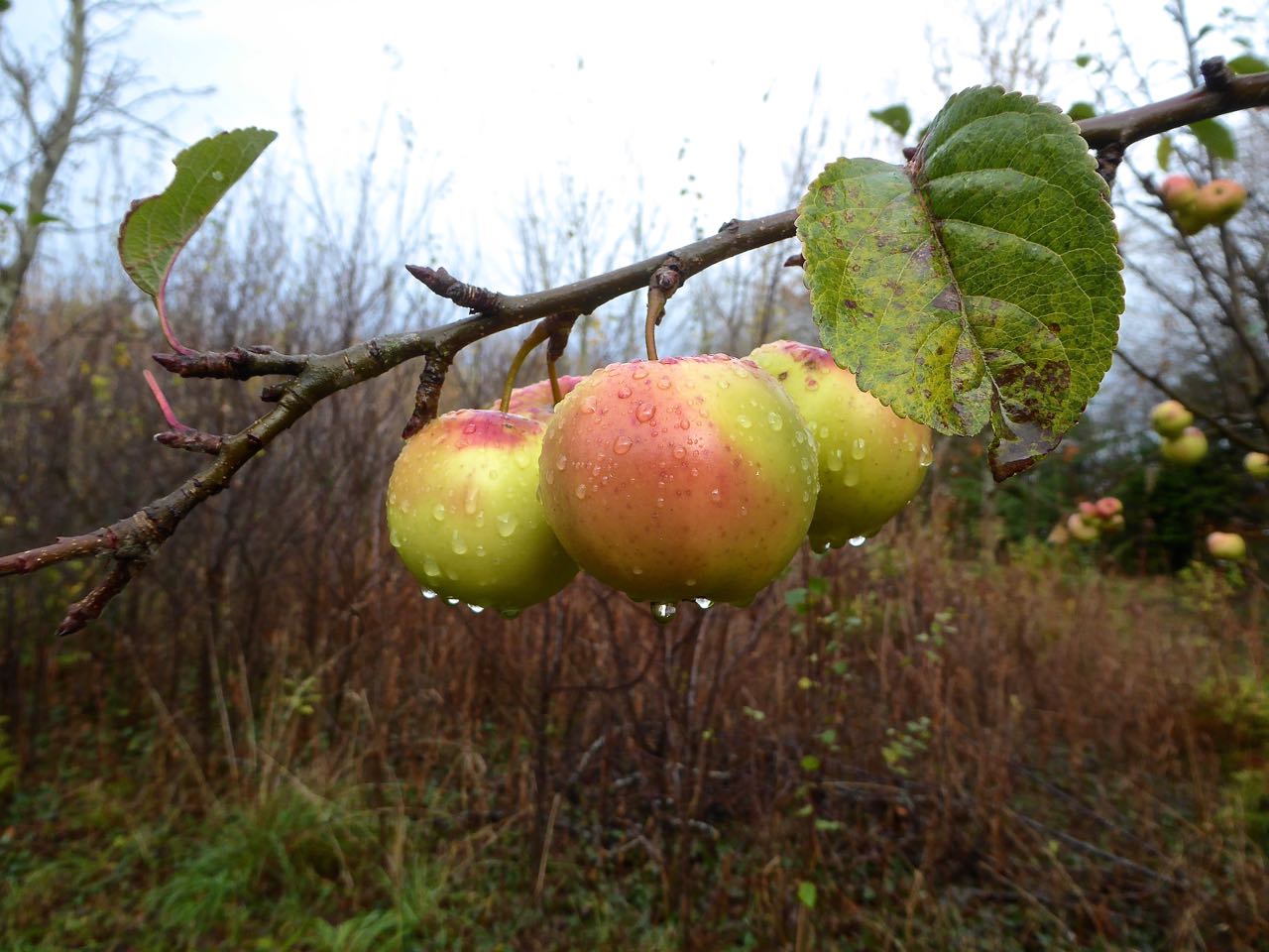 Pinch punch, first of the month