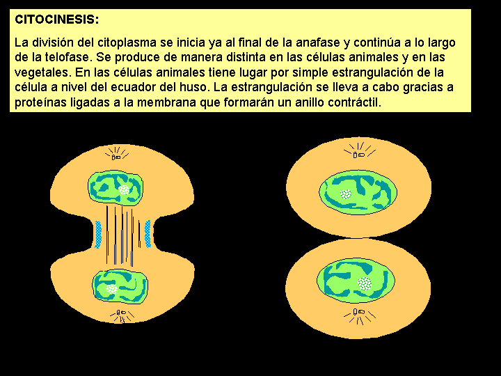 LA REPRODUCCIÓN CELULAR: ¿Qué es la citocinesis?