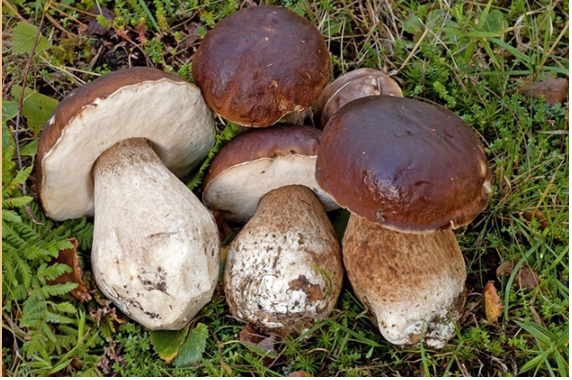 PROPOSTA PARA A DISTRIBUCIÓN DE COGOMELOS SILVESTRES – zocaminoca