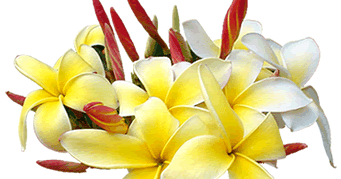 Bunga Teratai Logo Png