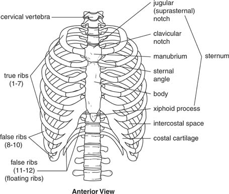Human Anatomy and Physiology: Hulyo 2012