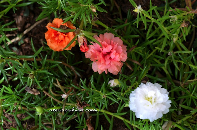 Reena's Online: Fotografi Bunga / Flower Photography #1