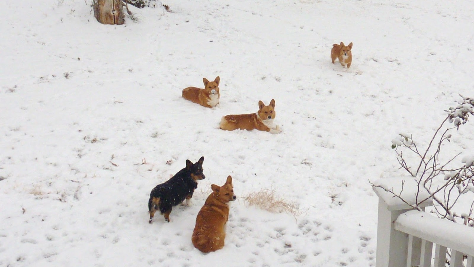 Six Corgis