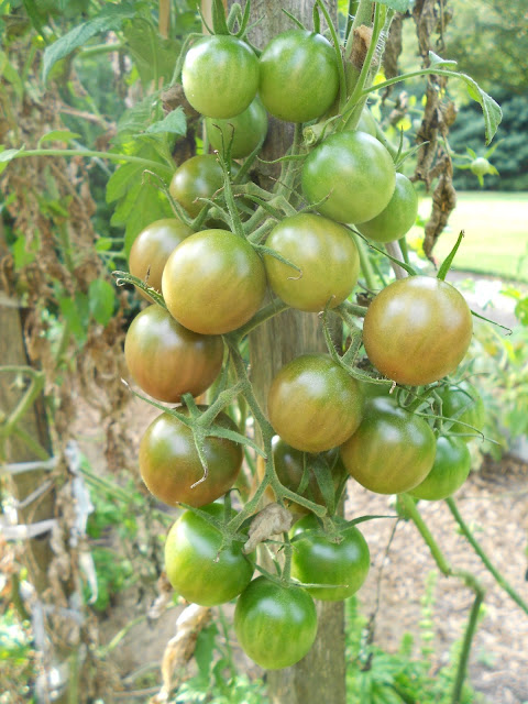From Seed to Scrumptious: Chocolate Cherry Tomato