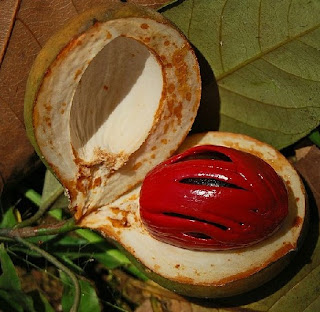 Manfaat Buah Dan Biji Pala, Cara Meramu Pala Menjadi Obat | Manfaat Buah