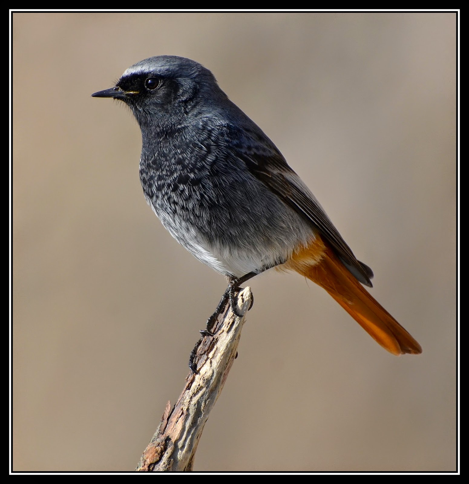 Carl Bovis Nature Photography: Black Redstart of Brean Down... Somerset ...