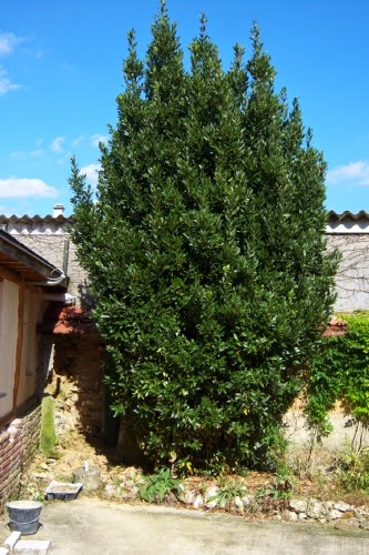 Louro / Loureiro / Laurus nobilis