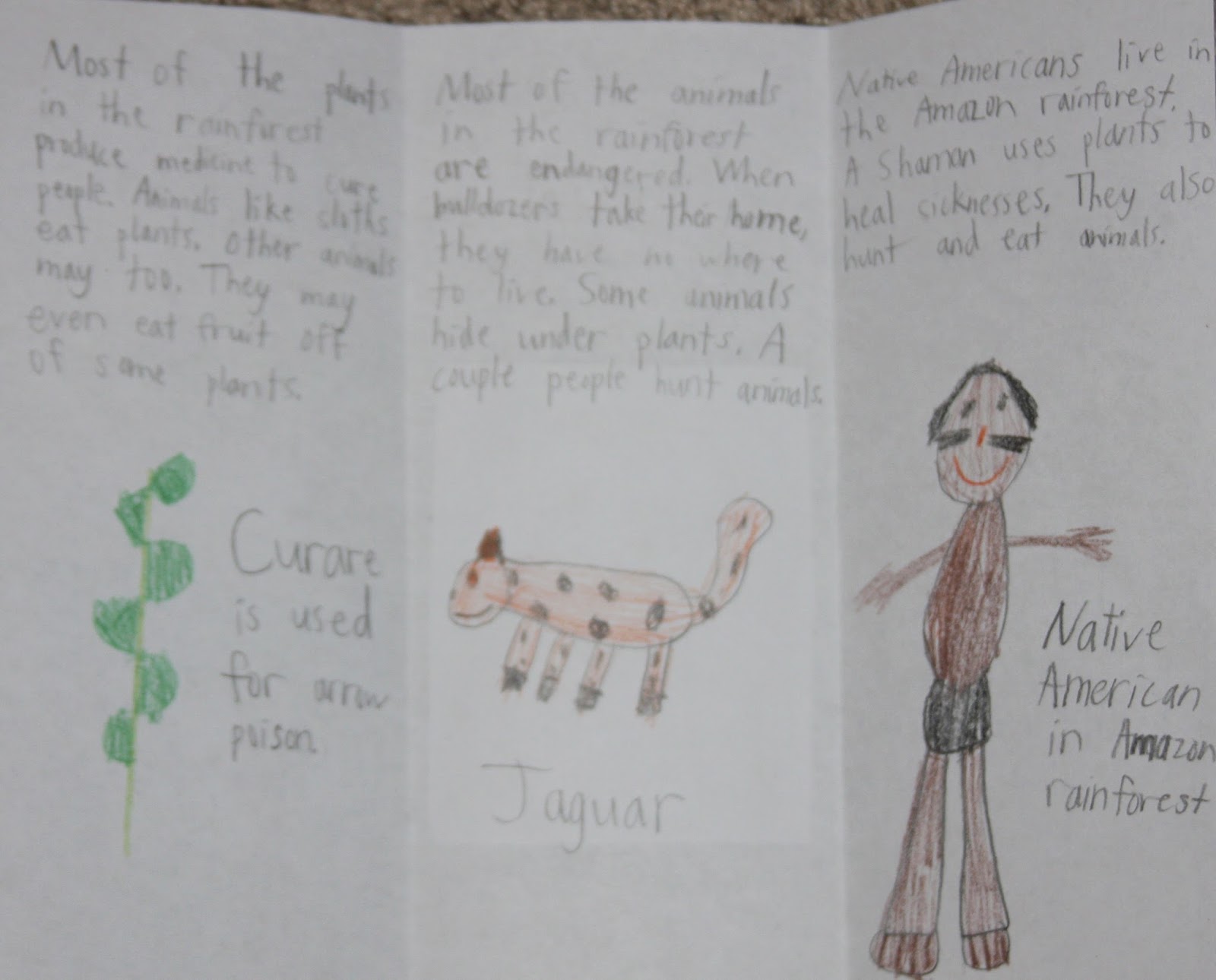 A Learning Journey: Amazon Rainforest Brochure Project