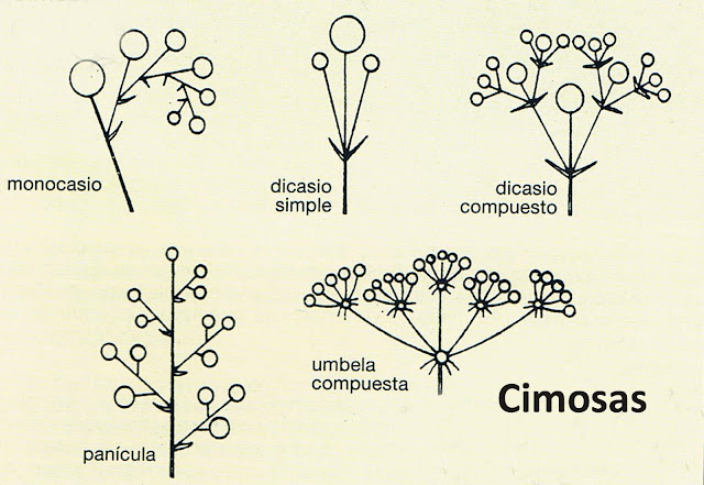 elarbolmiamigo-encinarosa: Glosario