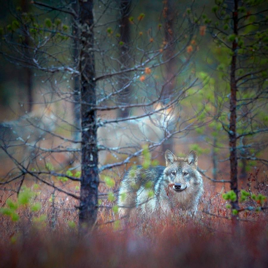 White Wolf : Stunning beauty of wild wolves in Finland by award winning ...