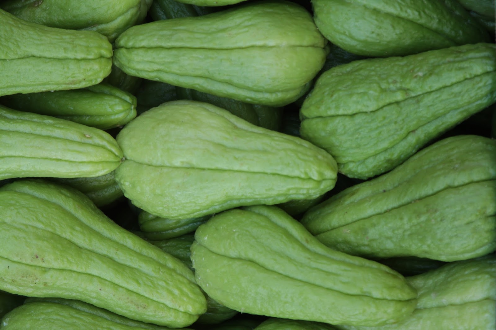 Conheça as propriedades do chuchu, o produto da semana na CEAGESP