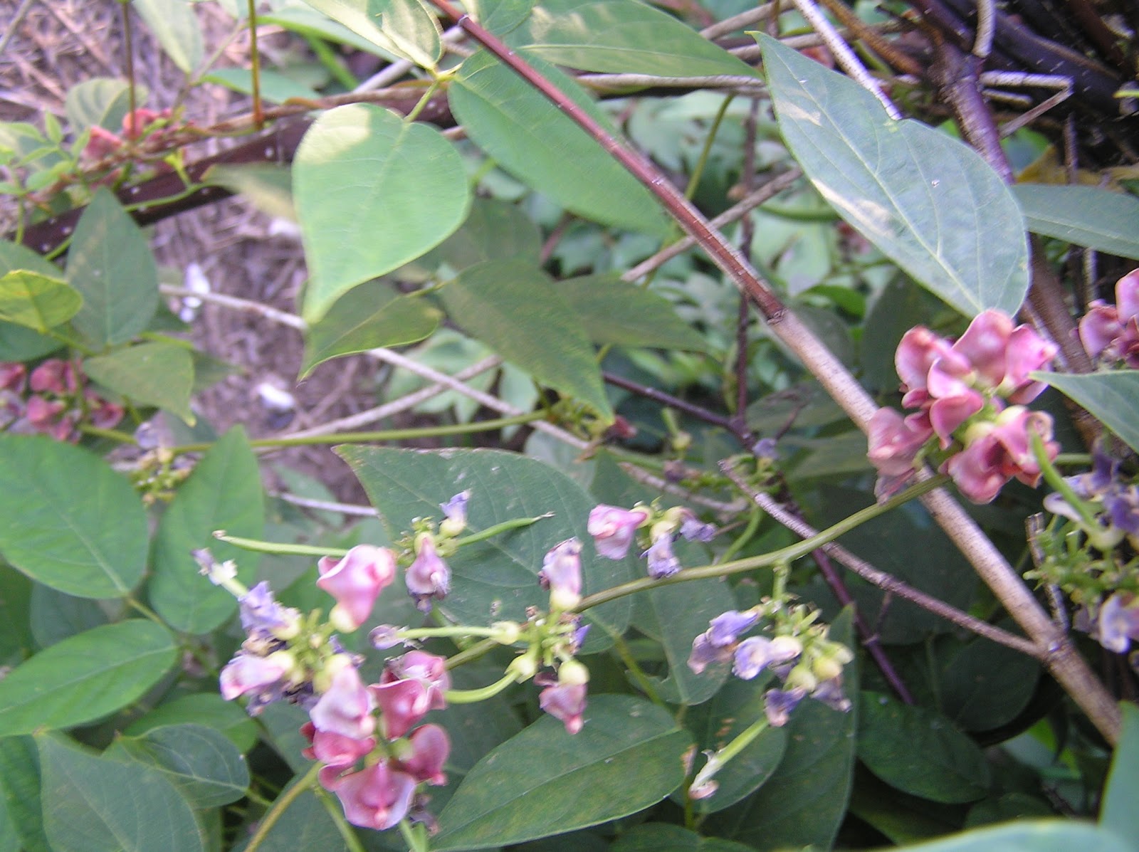 Rare Edible Root Crops: My apios