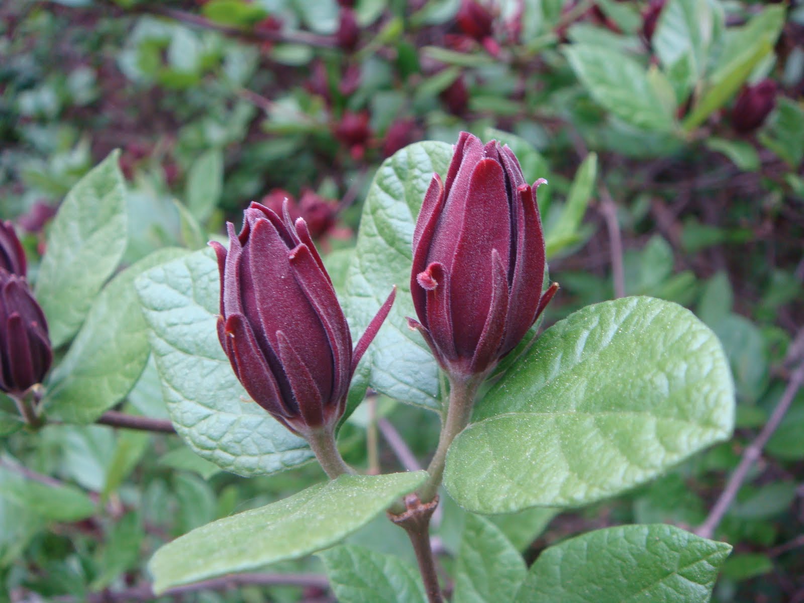 unbrivido: Calicantus ...