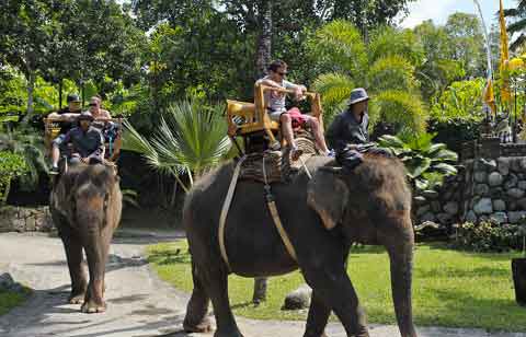Bali Zoo Elephant Ride Tour