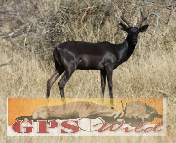 GPS Wild: SWART ROOIBOKKE