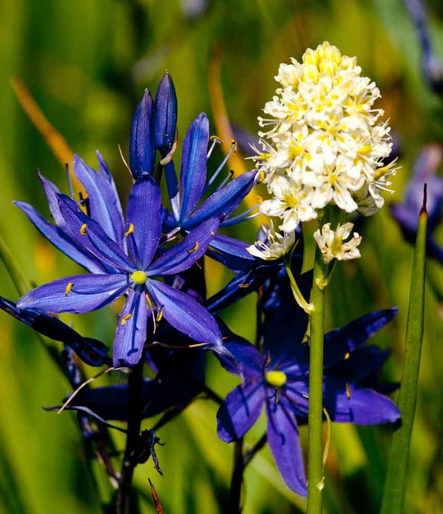 Island Time on Yellow: Got White Camas?