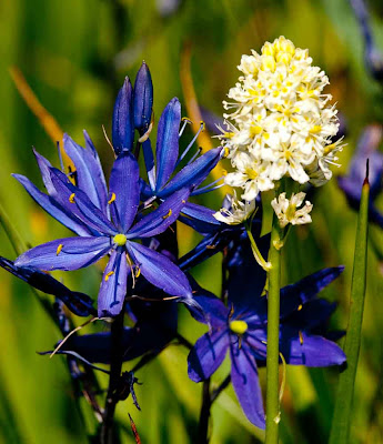 Island Time on Yellow: Got White Camas?