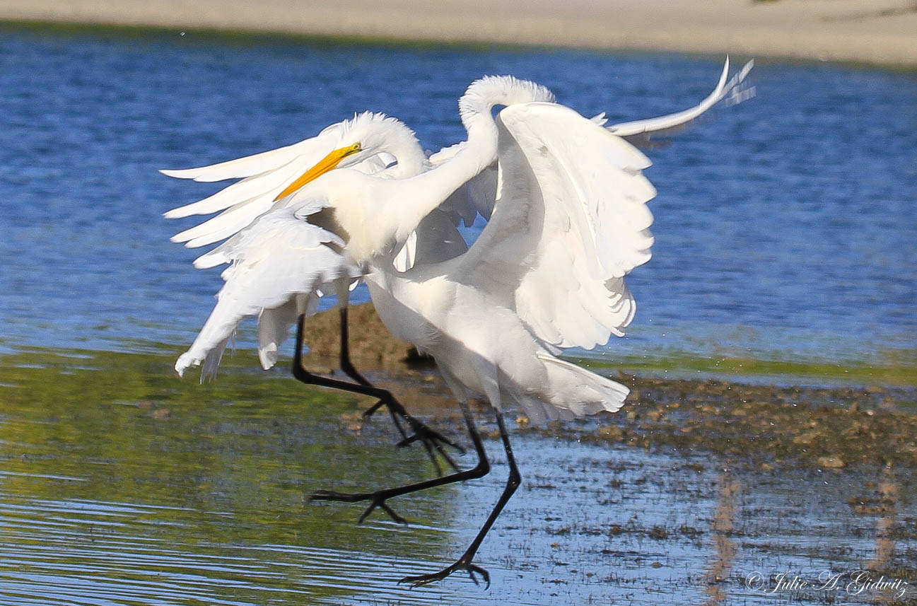 Birding Is Fun!: Flurry of Feathers