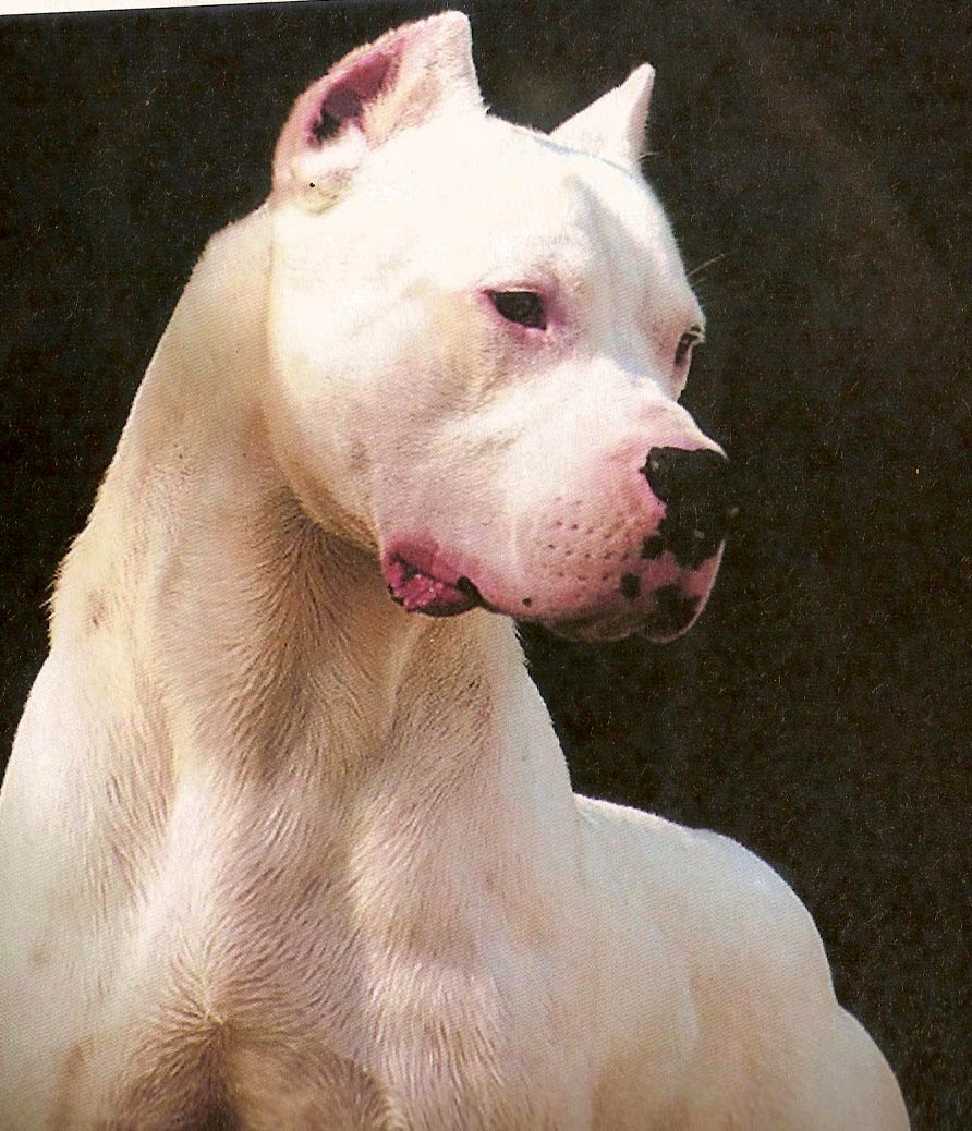 Todo Sobre Perros: Dogo argentino