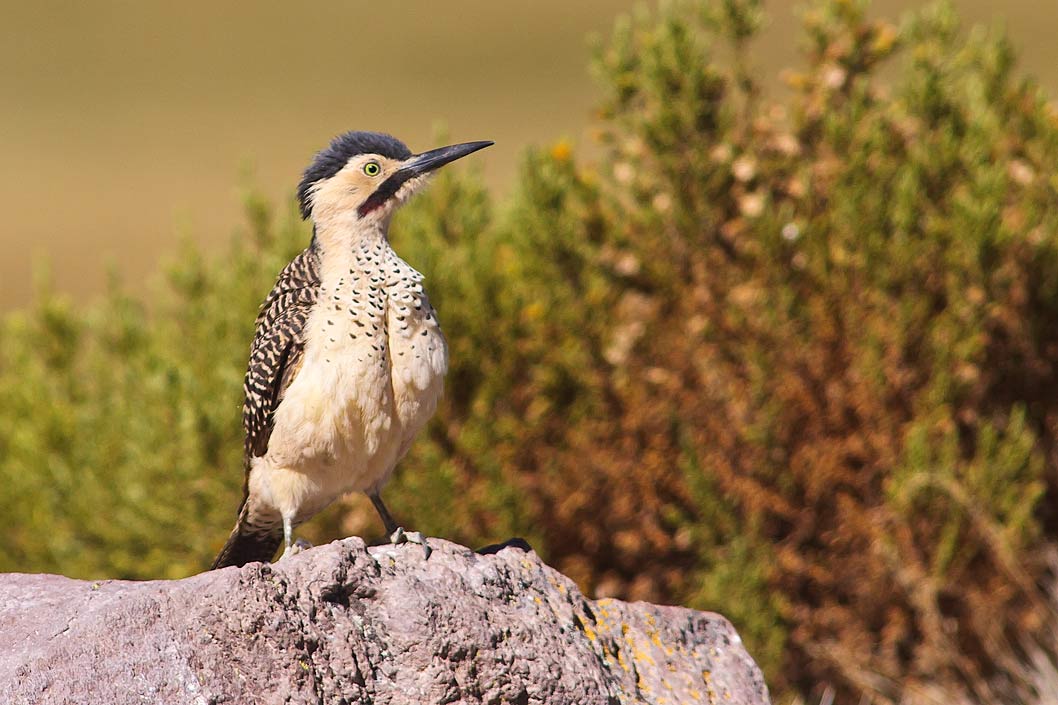 Woodpeckers of the World: Picid in Focus: Andean Flicker male