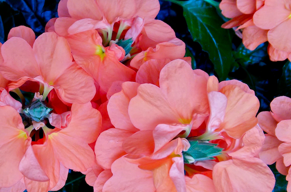 SpringLeaf Studios: Color Inspiration