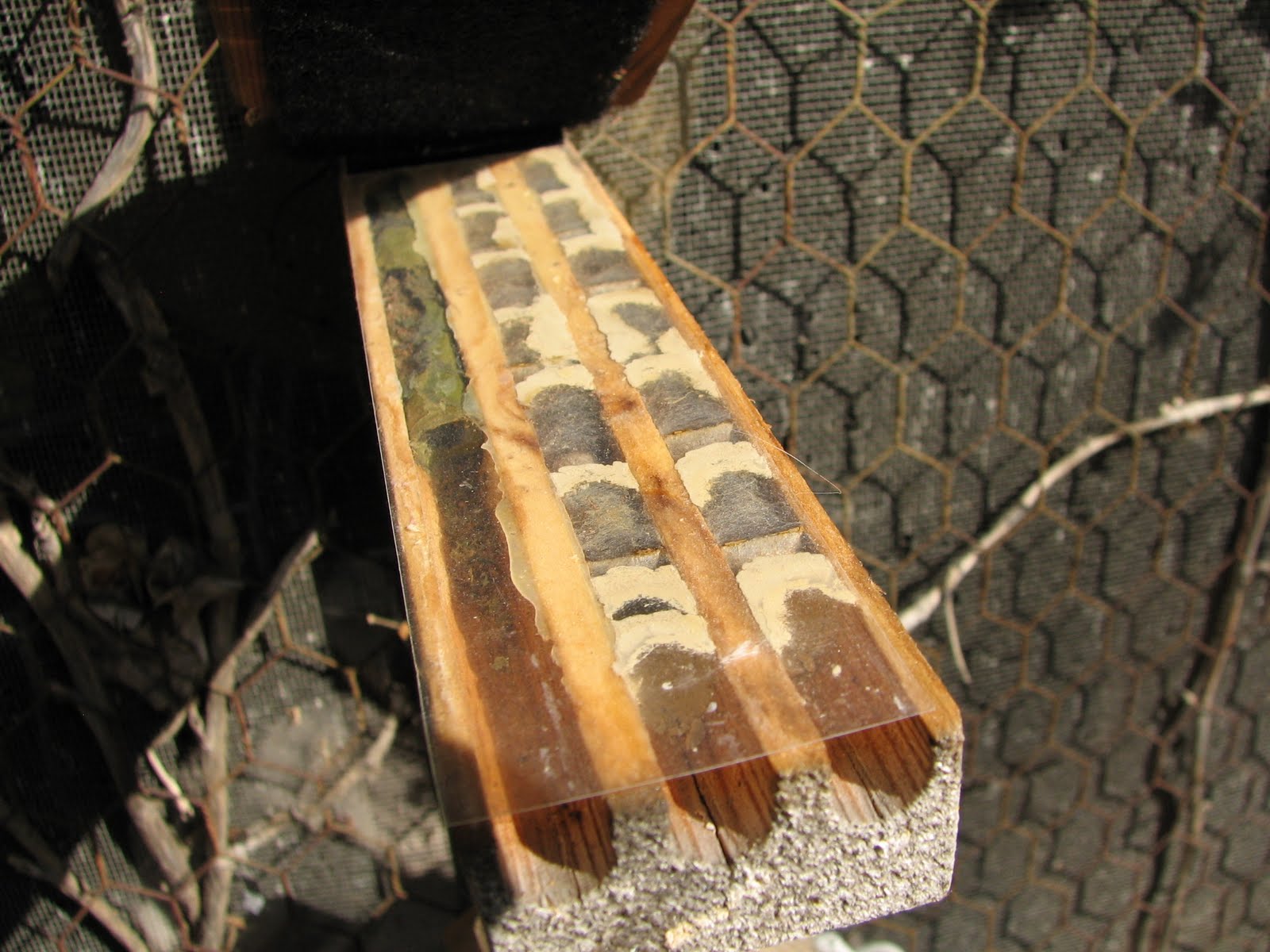 Viewing nest- observation nest - Beediverse Mason Bees