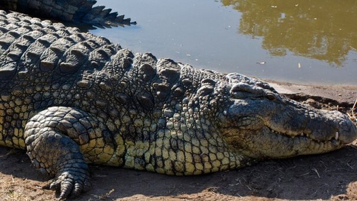 Mga Kwento ng Alamat sa Pilipinas: Ang Alamat ng Buwaya