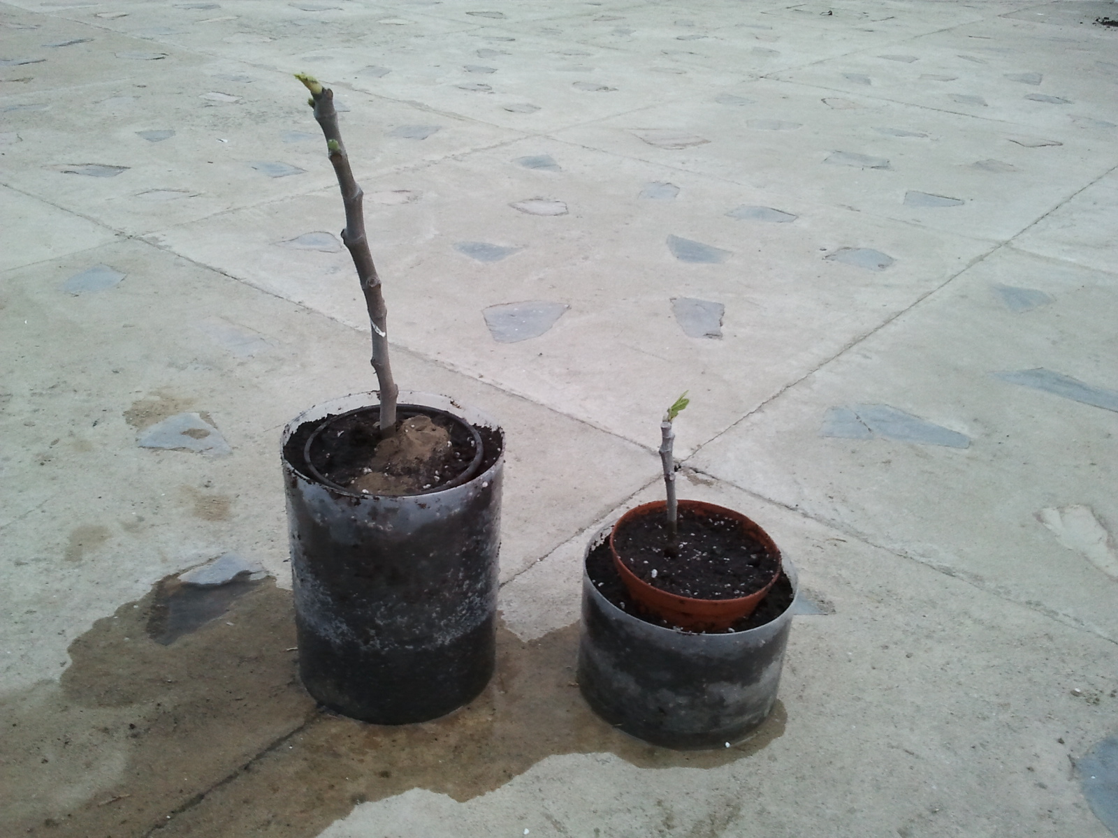 Faenas de la Huerta: Acodado y Acodado Aéreo