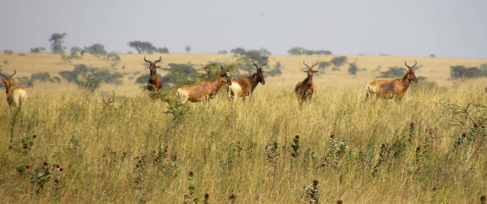Faune/Flore Afrique de l'Est: Bubale de Swayne