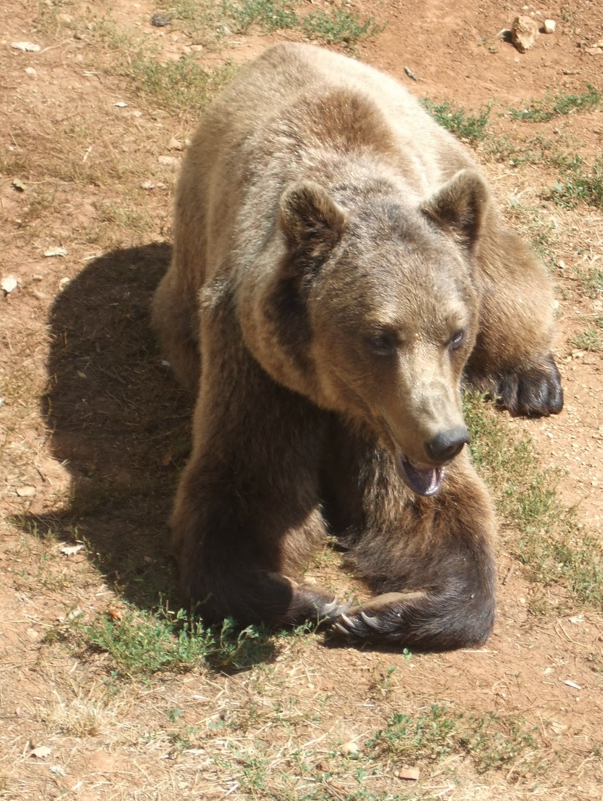 Pyrenees Mountain Adventure: The Bear Facts