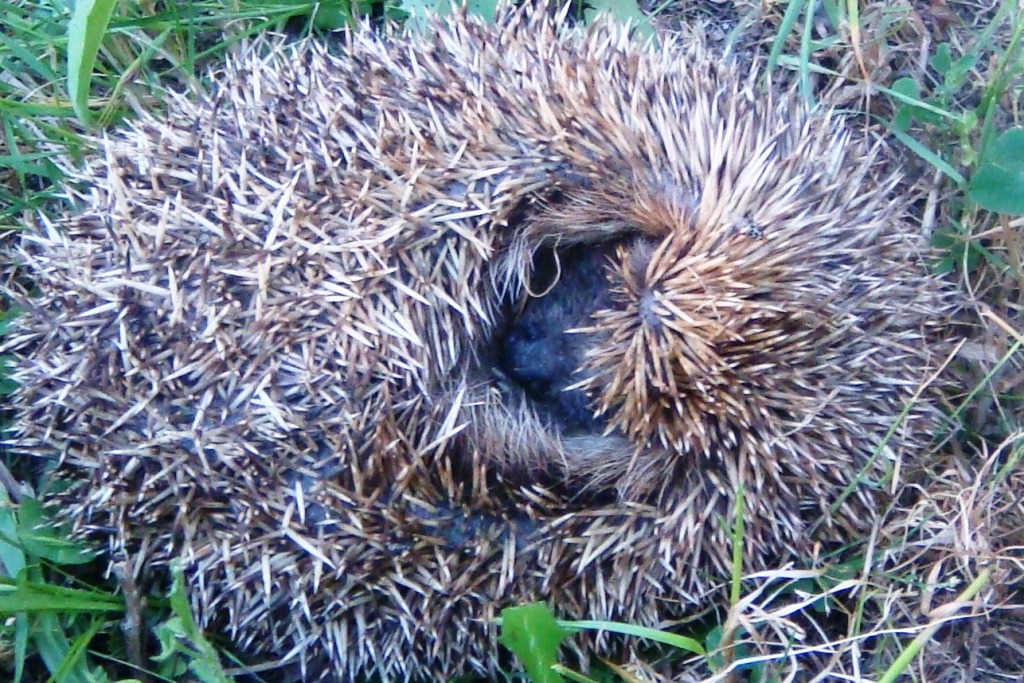 TRAVANCAS DA RAIA: Ouriço-cacheiro no jardim