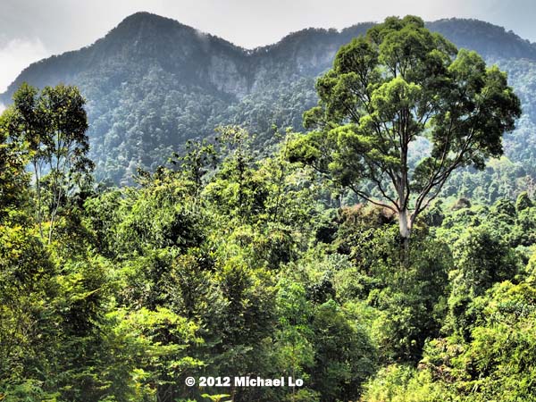The rainforests of Borneo & Southeast Asia: The mountains & jungle in ...
