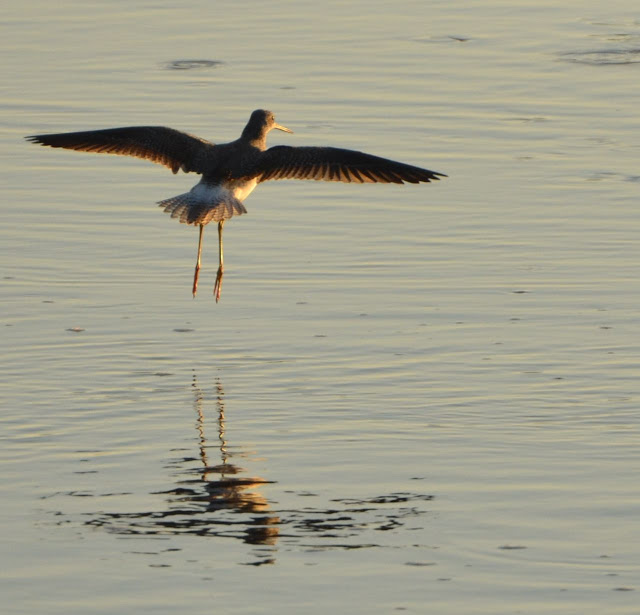 Flower Hill Farm: Glimpses From The Edge - A Wildlife Sanctuary - Cape ...