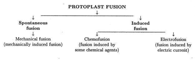 Protoplast Fusion: Meaning, Methods and Its Mechanisms