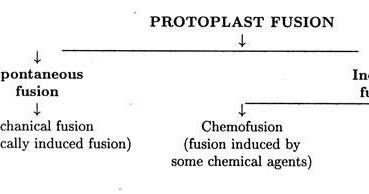 Protoplast Fusion: Meaning, Methods and Its Mechanisms