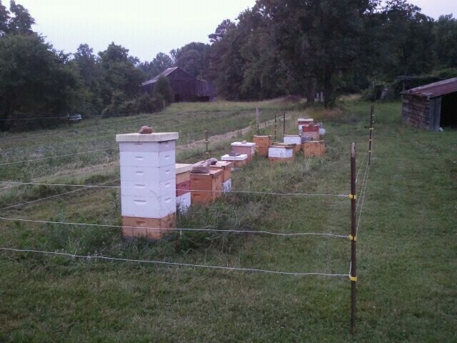 Buffalo Bee Farm: A few updates and my new quick electric bee fence