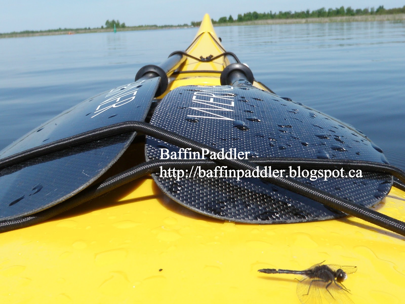 Say hello to my little friends . . . the joys of kayaking the Tay River ...