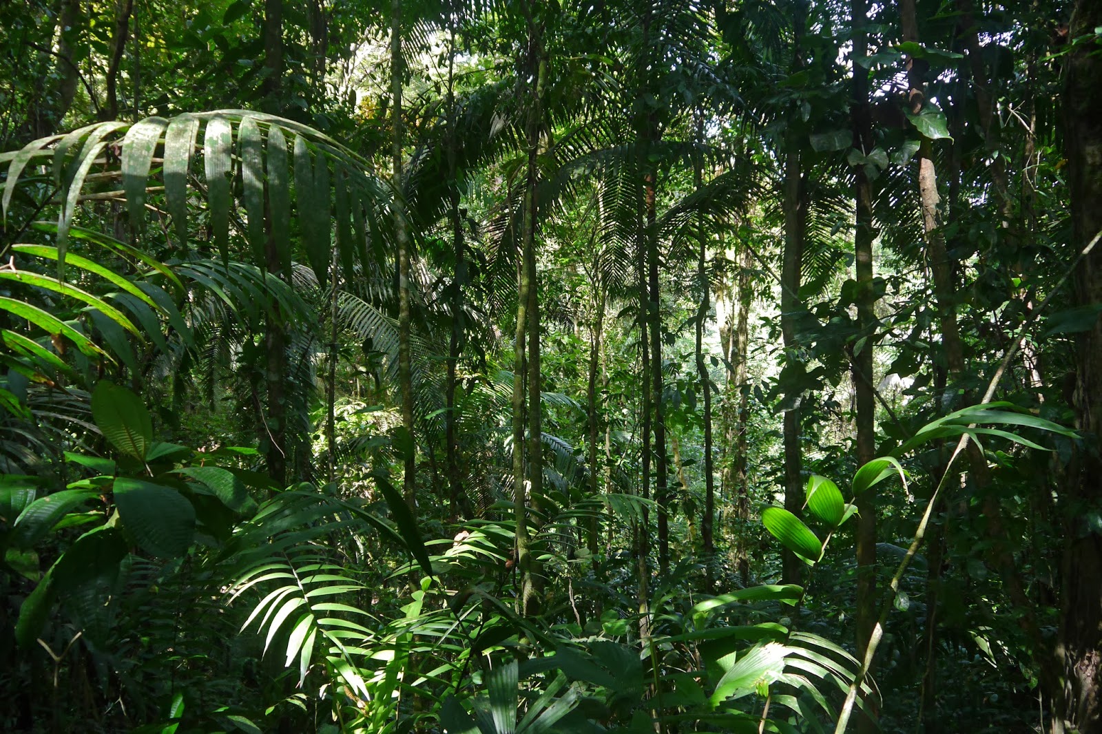 Walking in the country: Selva Verde