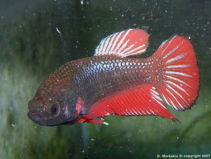 An Indepth Review to Betta Passion: What is a Betta fish?