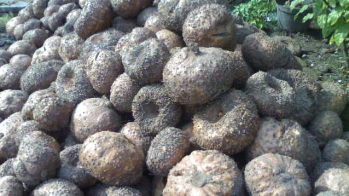 Inilah Manfaat Ubi Bunga Bangkai (Suweg) Yang Luar Biasa Untuk Kesehatan