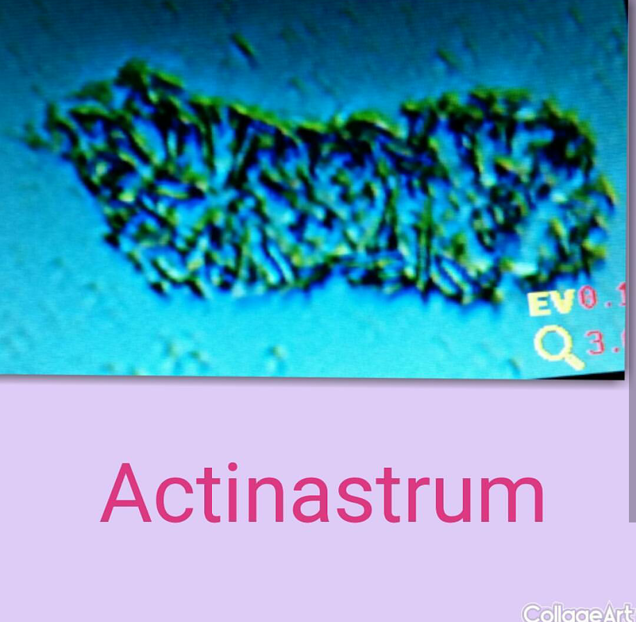 Michele's Microscopy: 2016