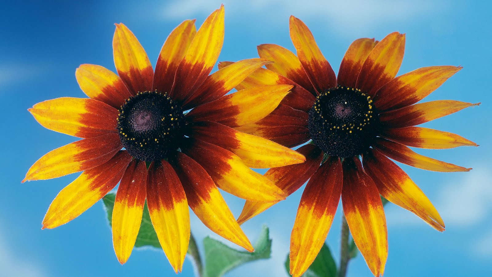 Flower Wallpaper Pack 1 (1366x768) | Wallpapers Pictures Lovers