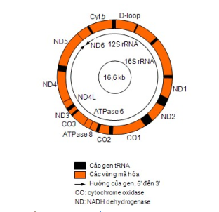 Cấu trúc genome - Sinh Học Phân Tử
