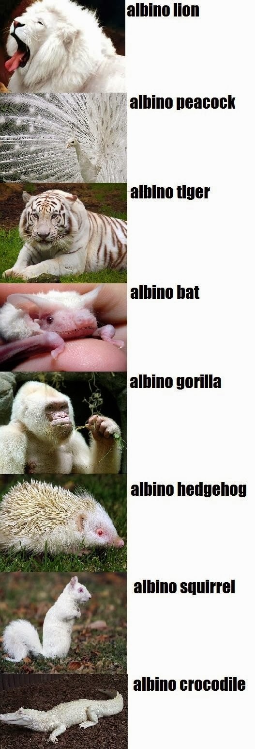 Albino Animals - Pics And Gifs