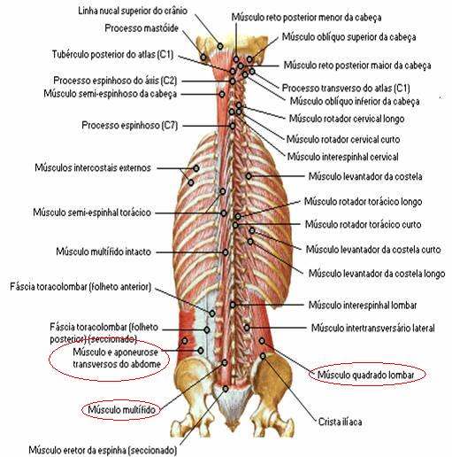 Fisioterapia, Pilates e Acupuntura: Estabilização Segmentar da Coluna ...