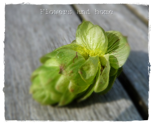 flowers and home: lupuline