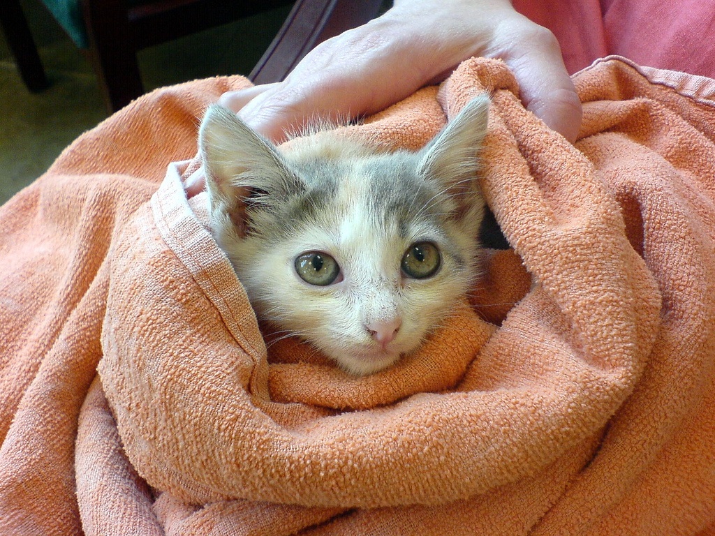 paper bag & string: Get Your Vet Involved: Free Feral Cat Spay Day on ...